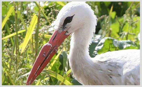 12 Brilliant Bionic Animals